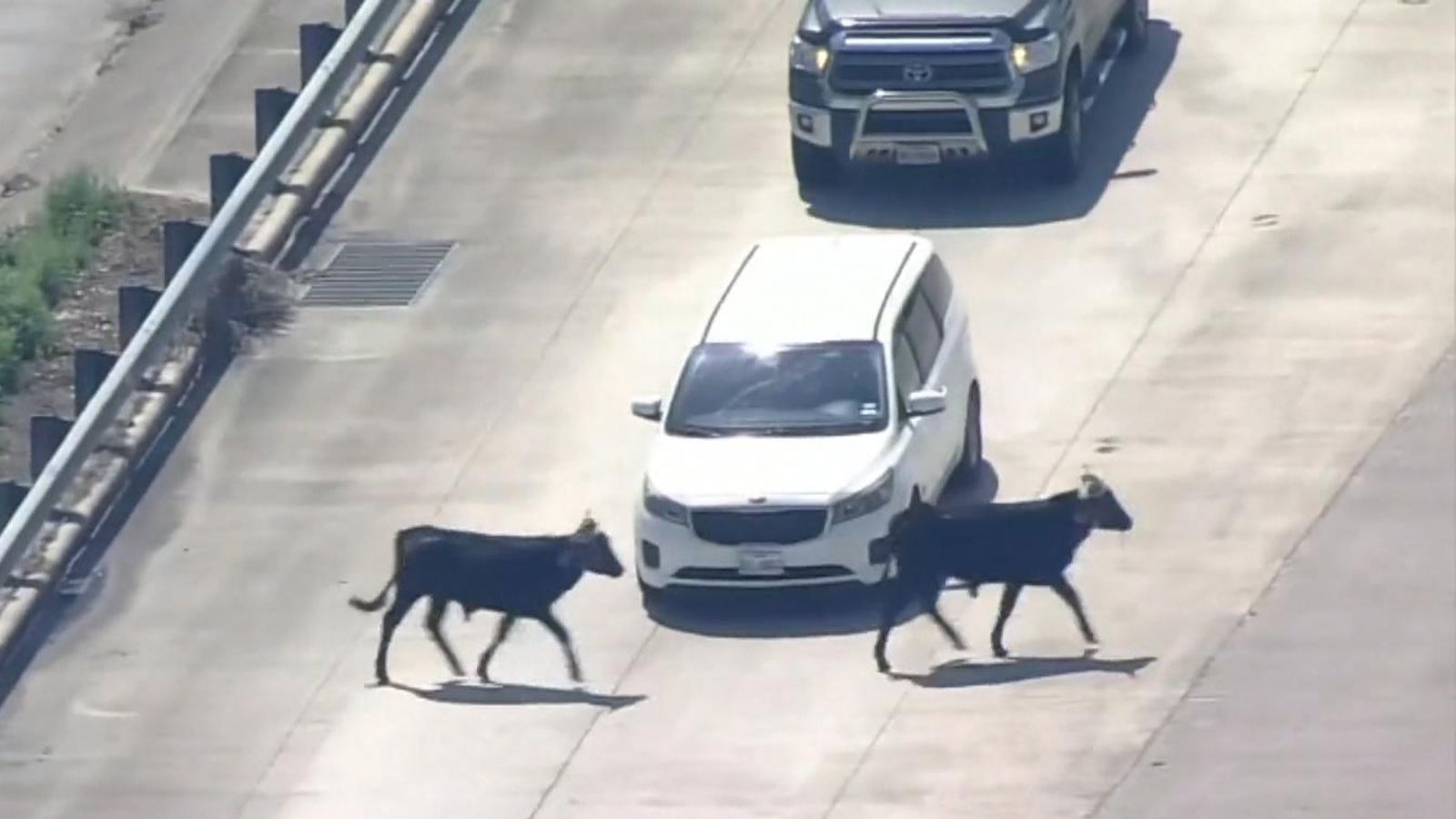 Cows on the loose cause traffic chaos near Houston | US News | Sky News