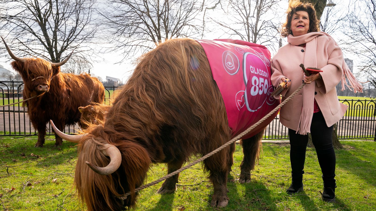 Elaine C Smith grazes cows on Glasgow Inexperienced to mark receiving ...