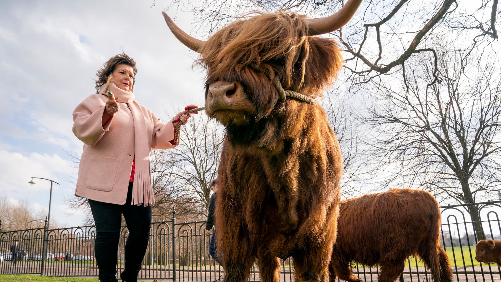 Elaine C Smith grazes cows on Glasgow Green to mark receiving city's ...