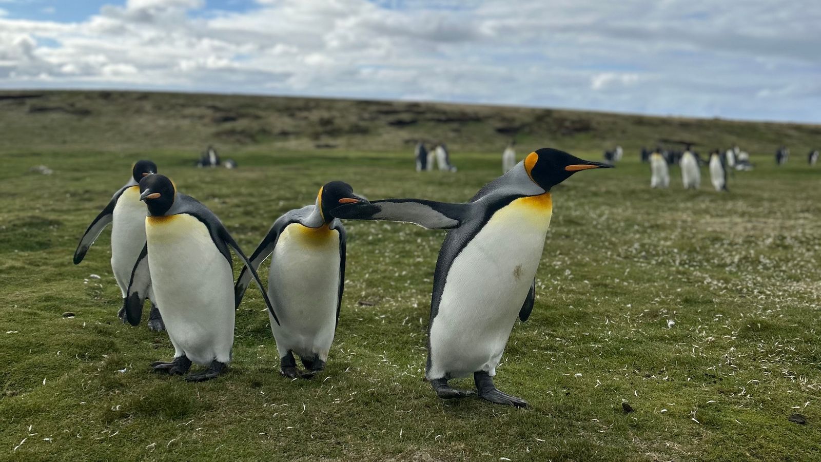 An abundance of marine life - but the wildlife of the Falkland Islands ...