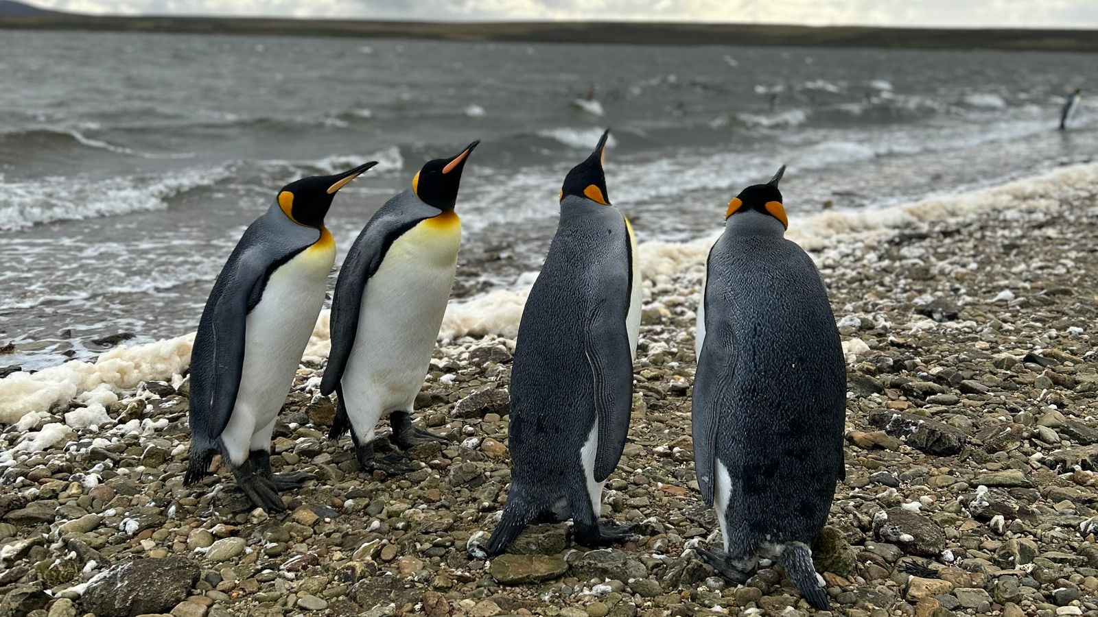 An abundance of marine life - but the wildlife of the Falkland Islands ...