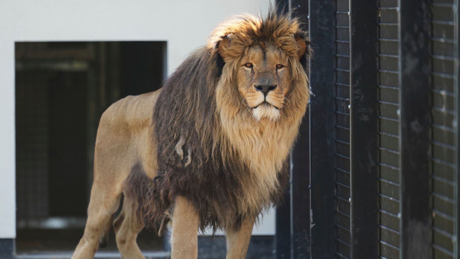 Five lions rescued from Ukraine are welcomed to new 'forever home' in ...