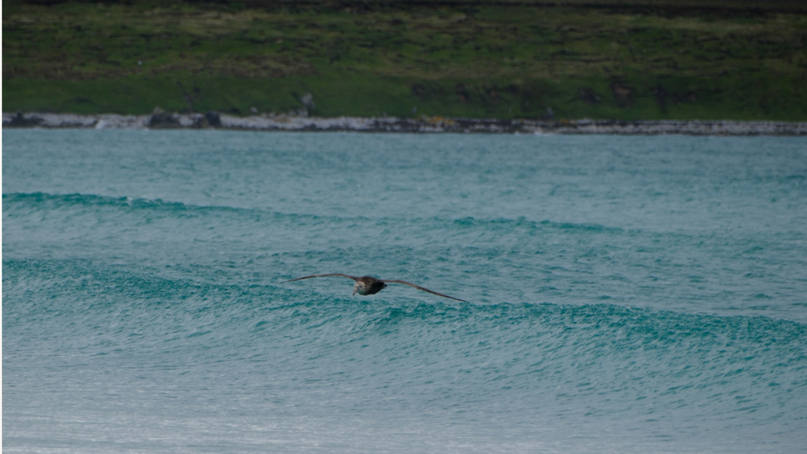 An abundance of marine life - but the wildlife of the Falkland Islands ...