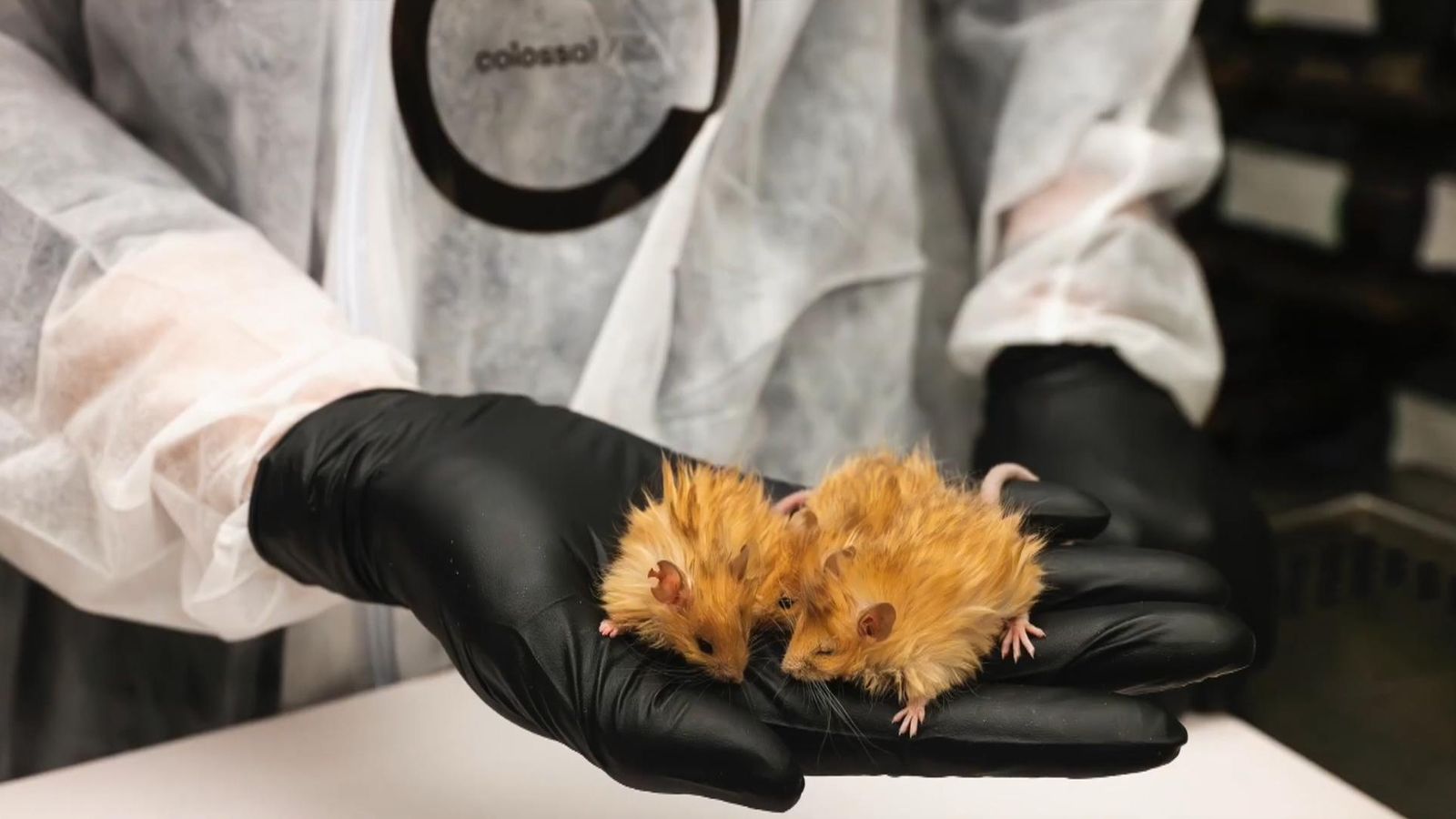 Scientists create woolly mice in their quest to revive the woolly ...