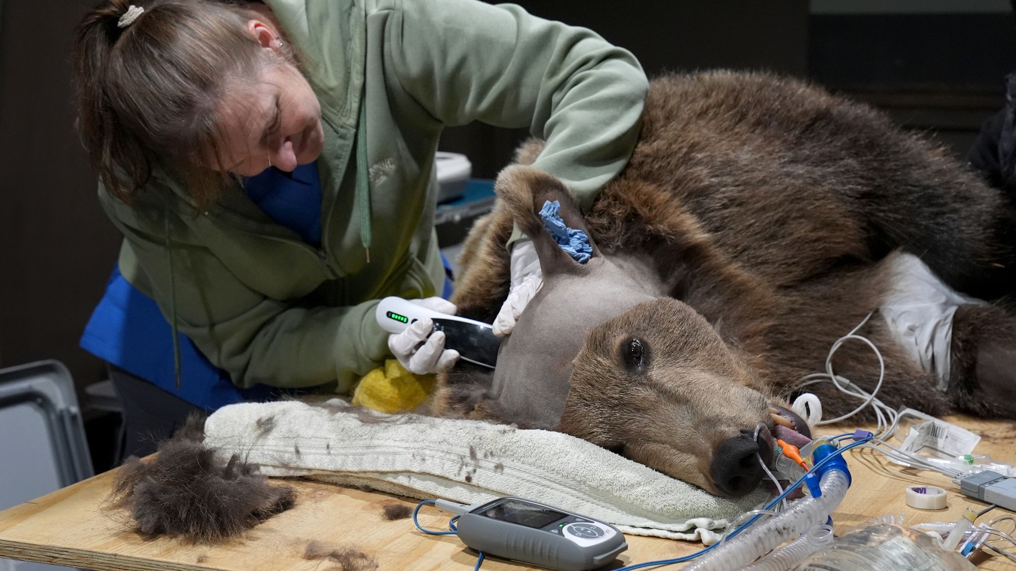 Bear wakes from hibernation 'happy' after pioneering brain op | WTX News