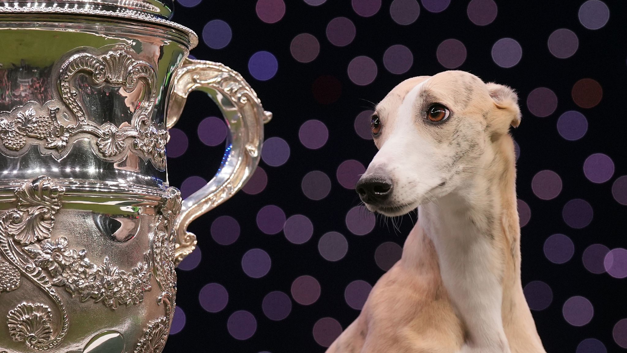 Whippet becomes first Italian dog to win Crufts in its 134-year history | UK News | Sky News