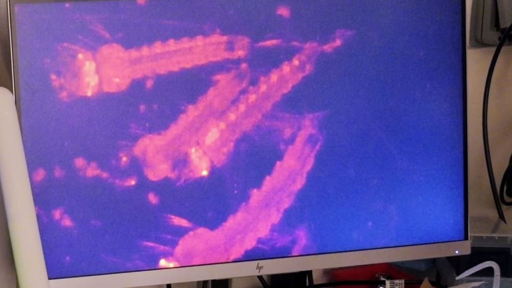 Mosquitoes being genetically modified to kill the malaria parasite they ...