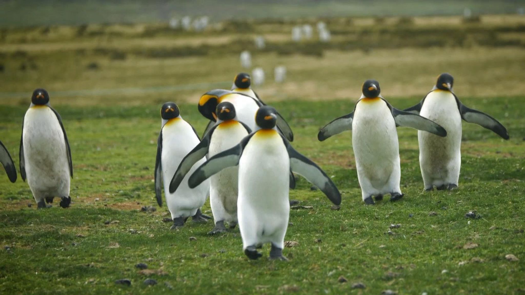 An abundance of marine life - but the wildlife of the Falkland Islands ...