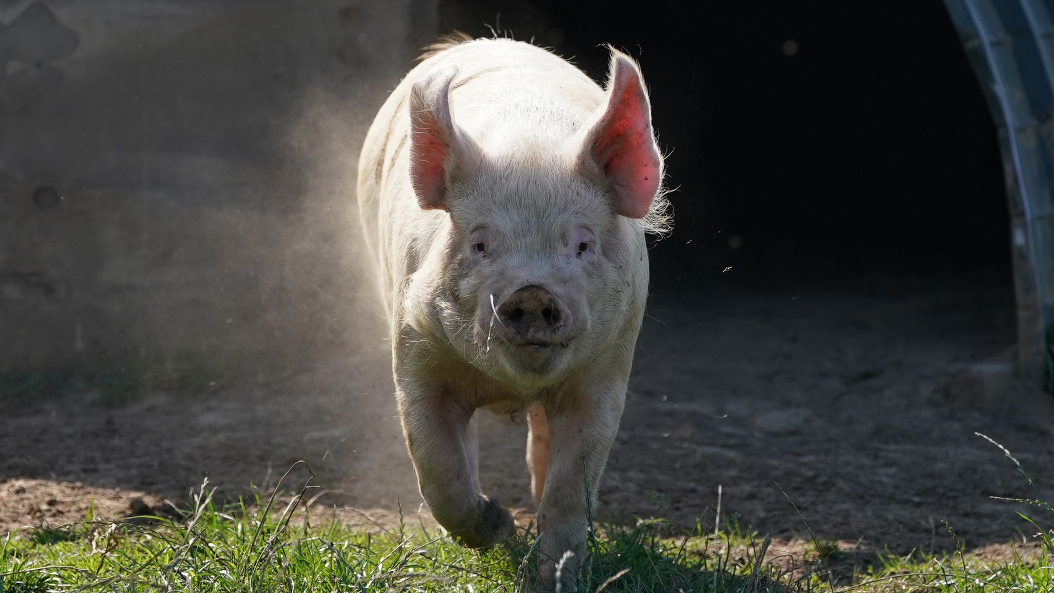 Albino Pig