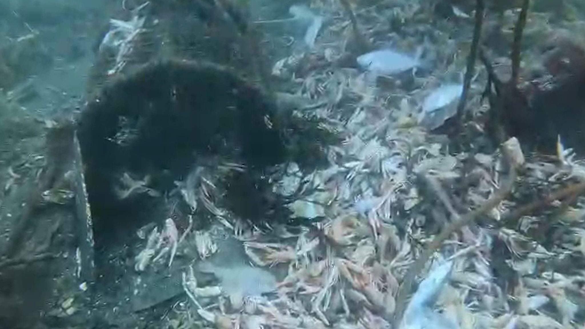 Thousands of dead fish dumped on seabed after getting caught in trawl ...