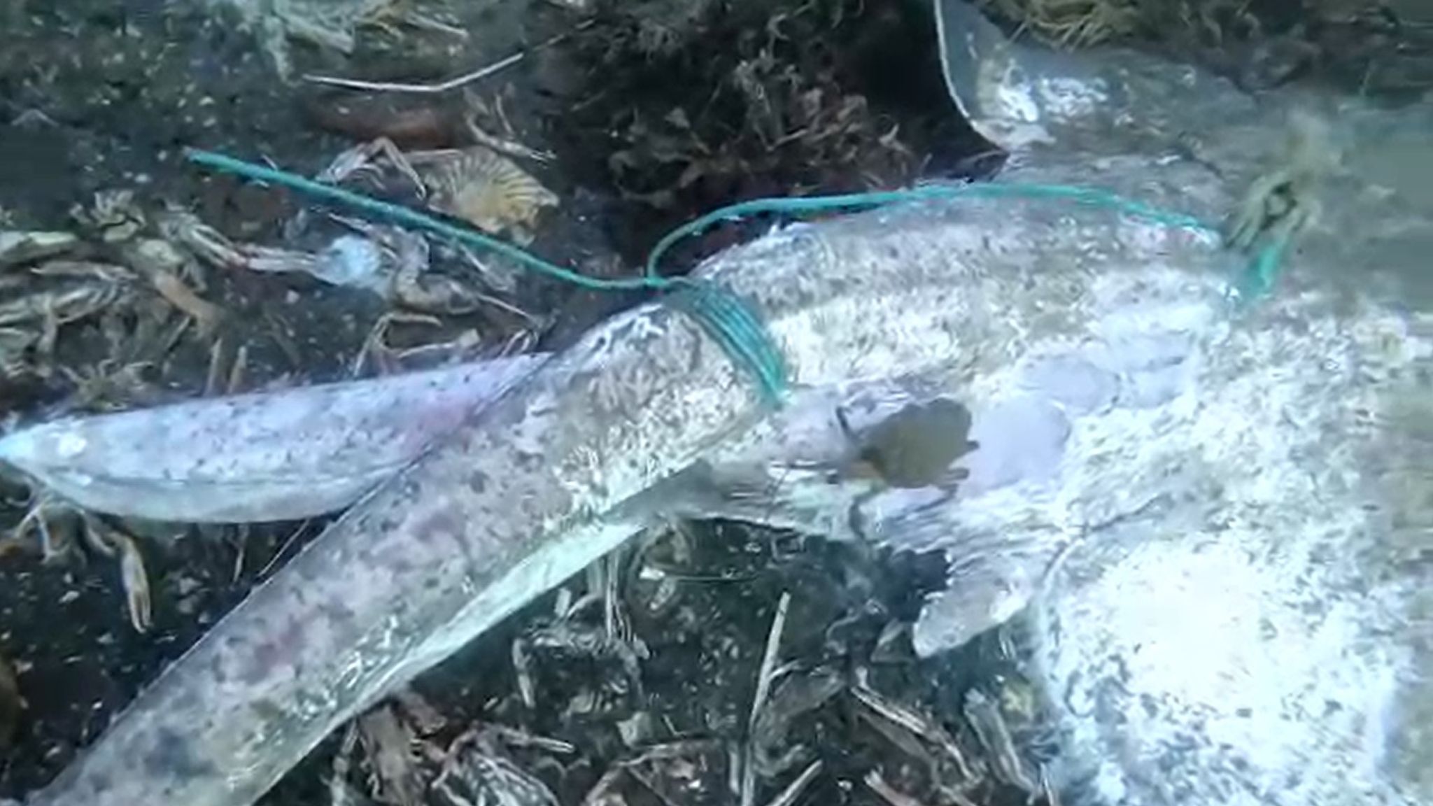 Thousands of dead fish dumped on seabed after getting caught in trawl ...