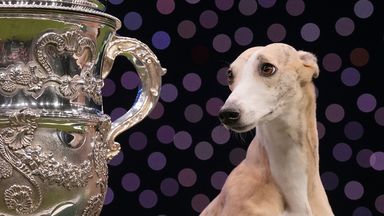 Whippet becomes first Italian dog to win Crufts in its 134-year history | UK News | Sky News