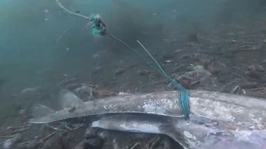 Thousands of dead fish dumped on seabed after getting caught in trawl ...