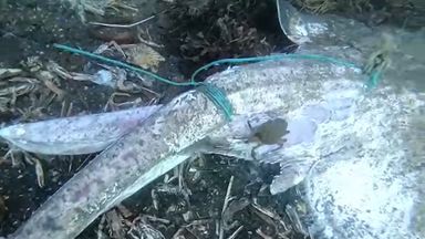 Thousands of dead fish dumped on seabed after getting caught in trawl ...