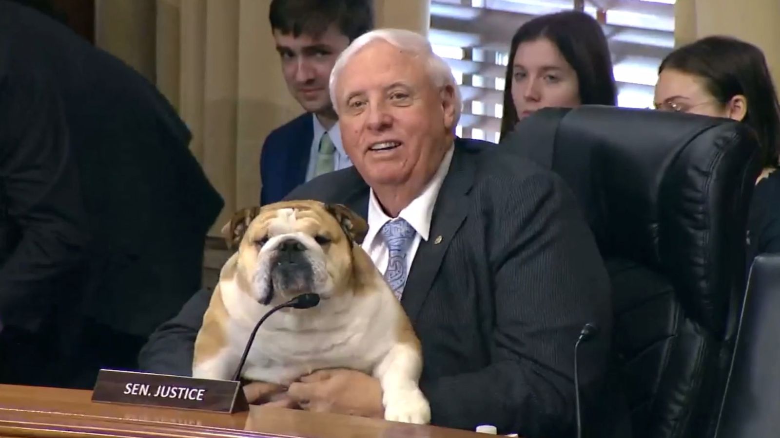 US Senator brings bulldog to meeting to share her 'testimony' | News UK ...