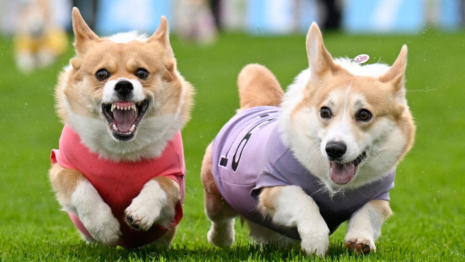 Corgis go paw-to-paw | News UK Video News | Sky News