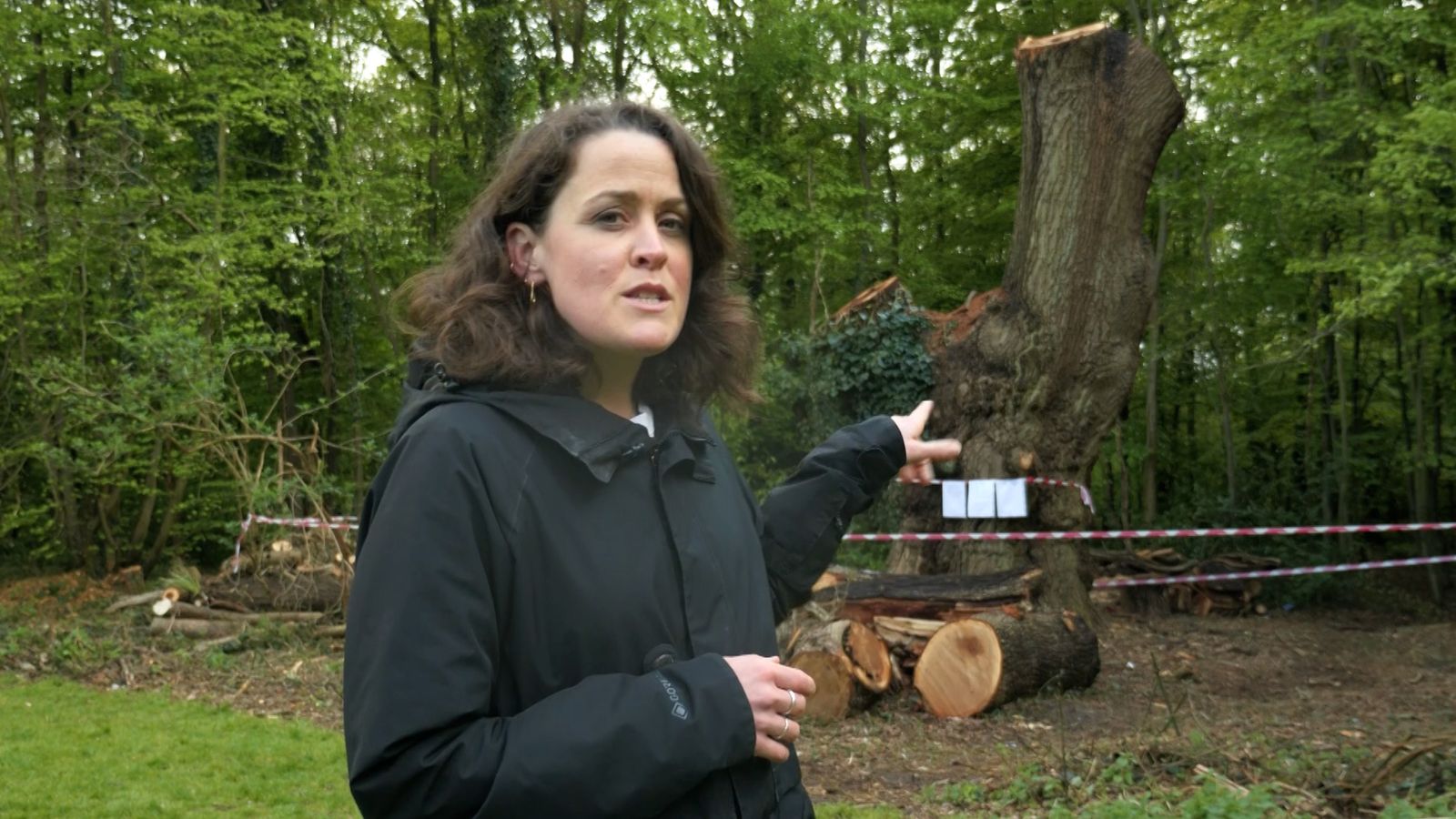 Toby Carvery criticised for felling ancient oak tree - what do we know ...