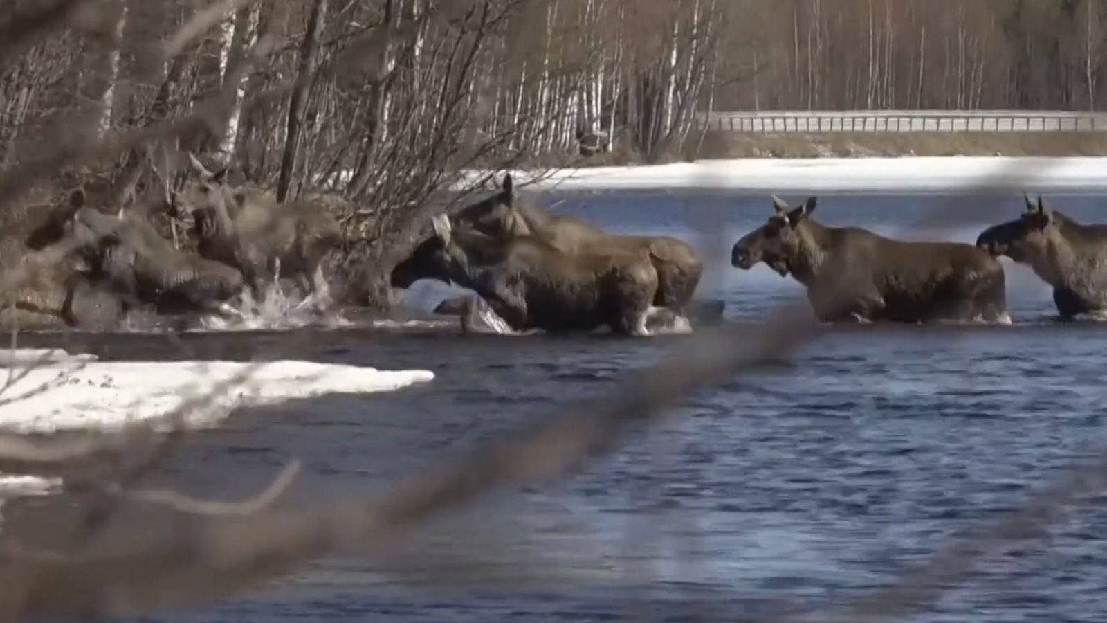 Millions tune in to see Sweden's annual moose migration | World News ...