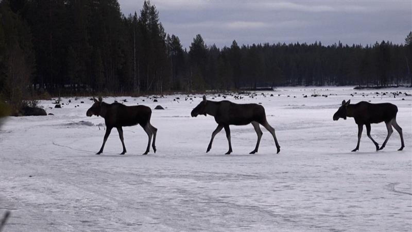 Moose migration: Millions watch Swedish television show of moose ...