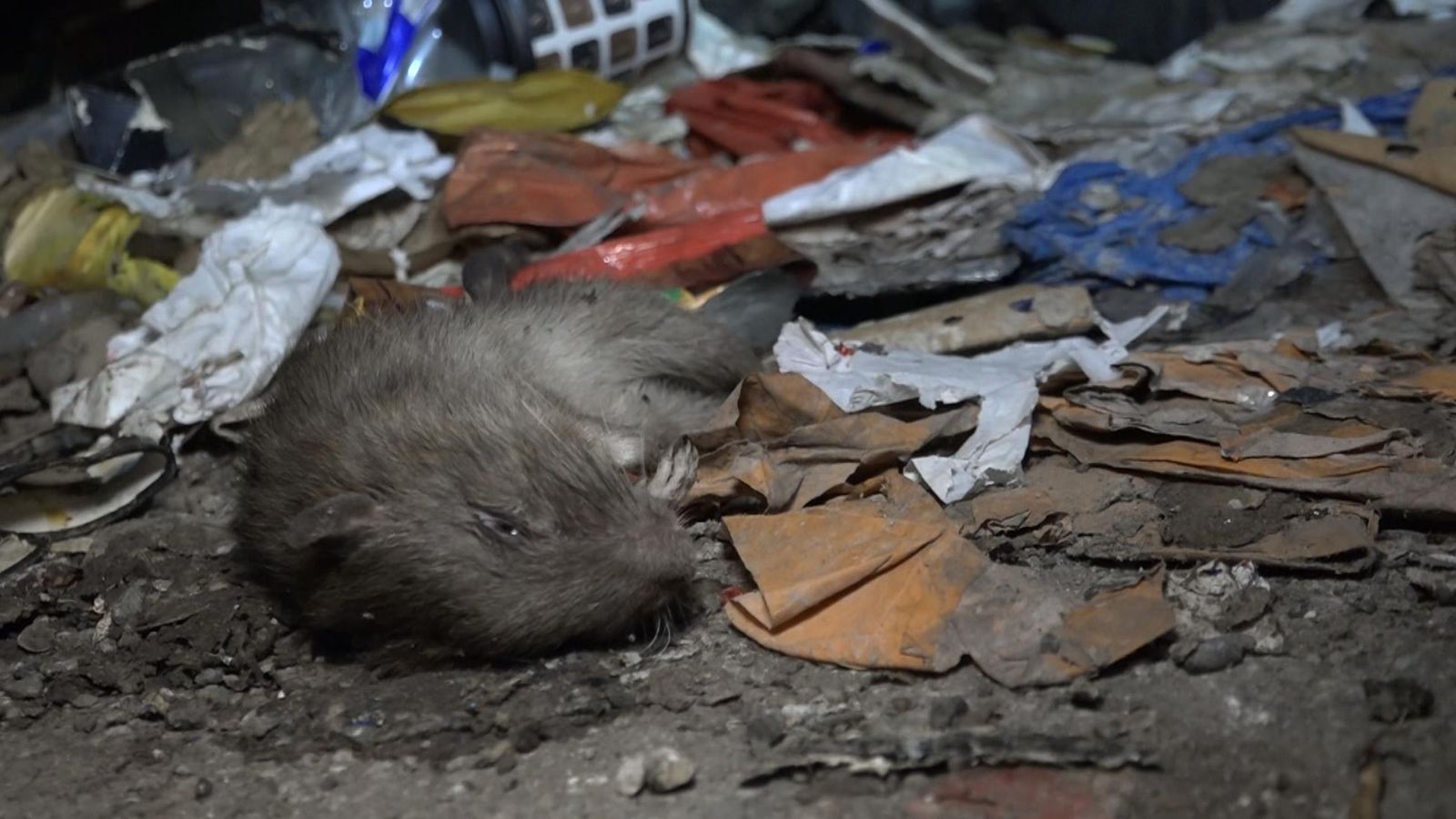 Spending a night hunting the rats running riot amid Birmingham bin ...