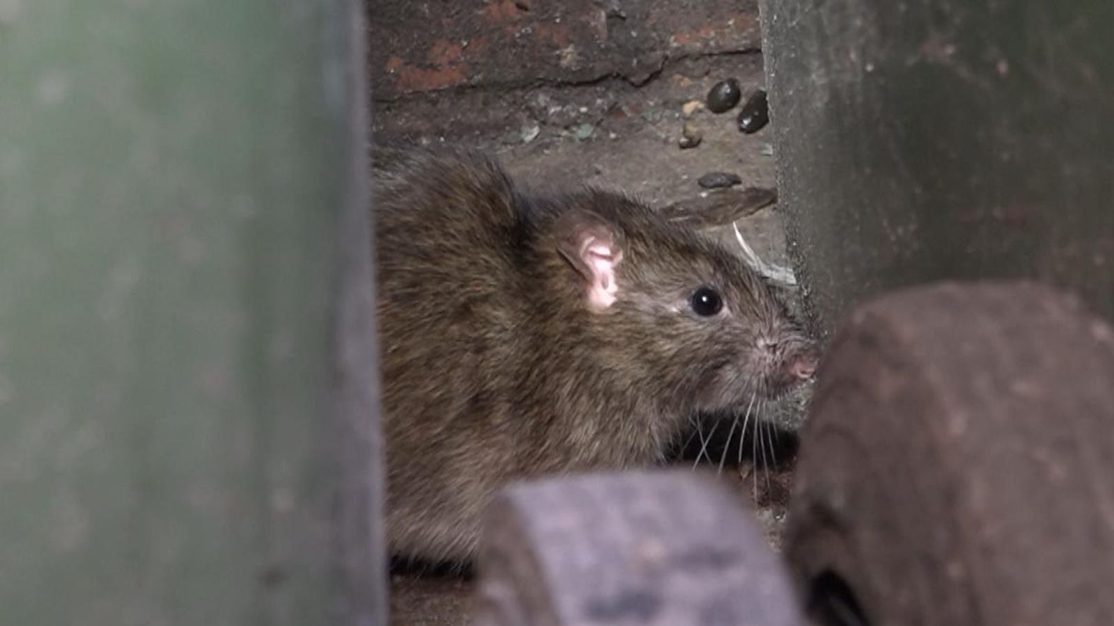 Spending a night hunting the rats running riot amid Birmingham bin ...