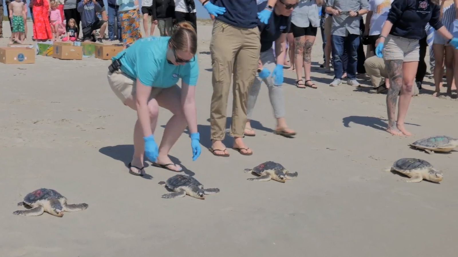 Sea turtles released into ocean after months of rehab | News UK Video ...