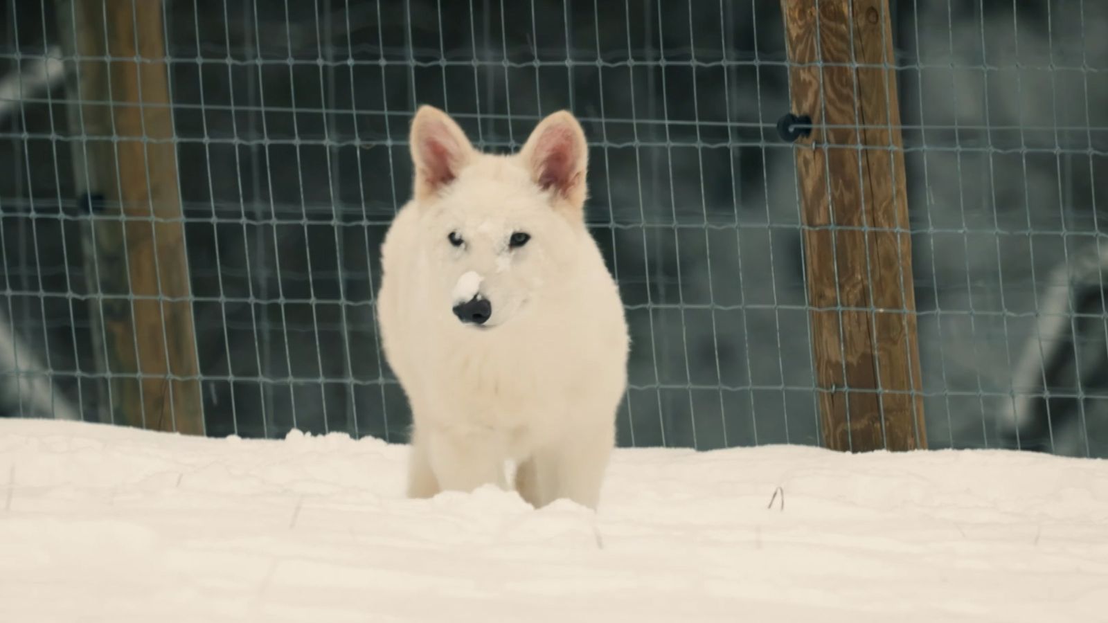 Are dire wolves back after 10,000 years? The DNA editing explained ...