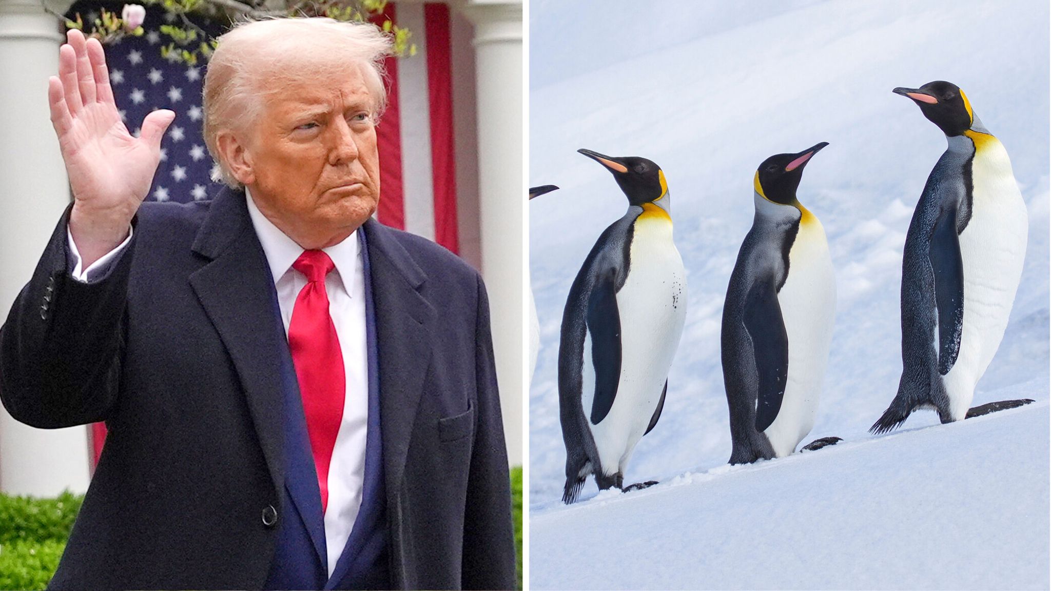Island home only to penguins hit by tariffs - and other things you may ...