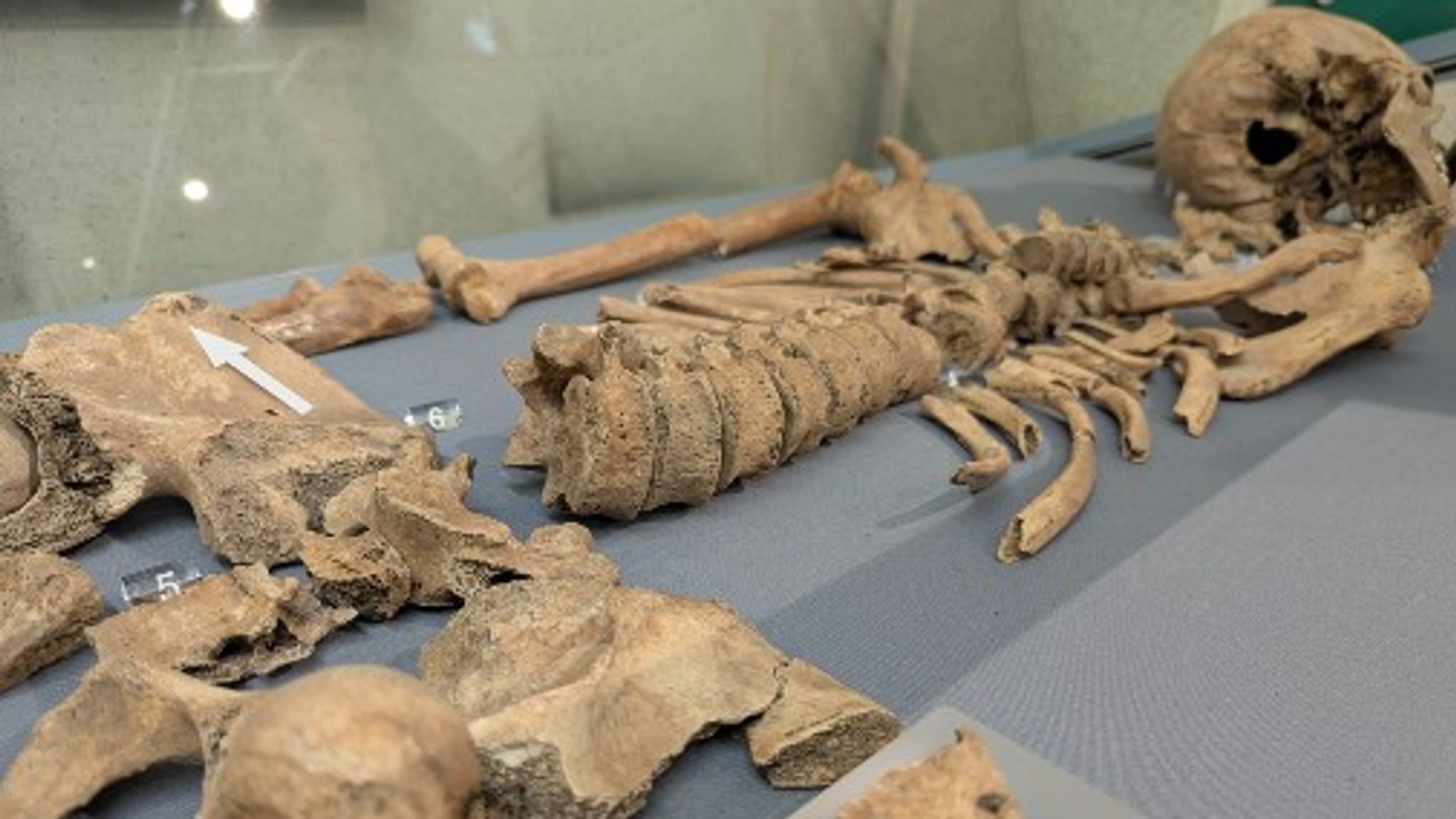 Bite marks found on Roman skeleton prove gladiators fought lions ...