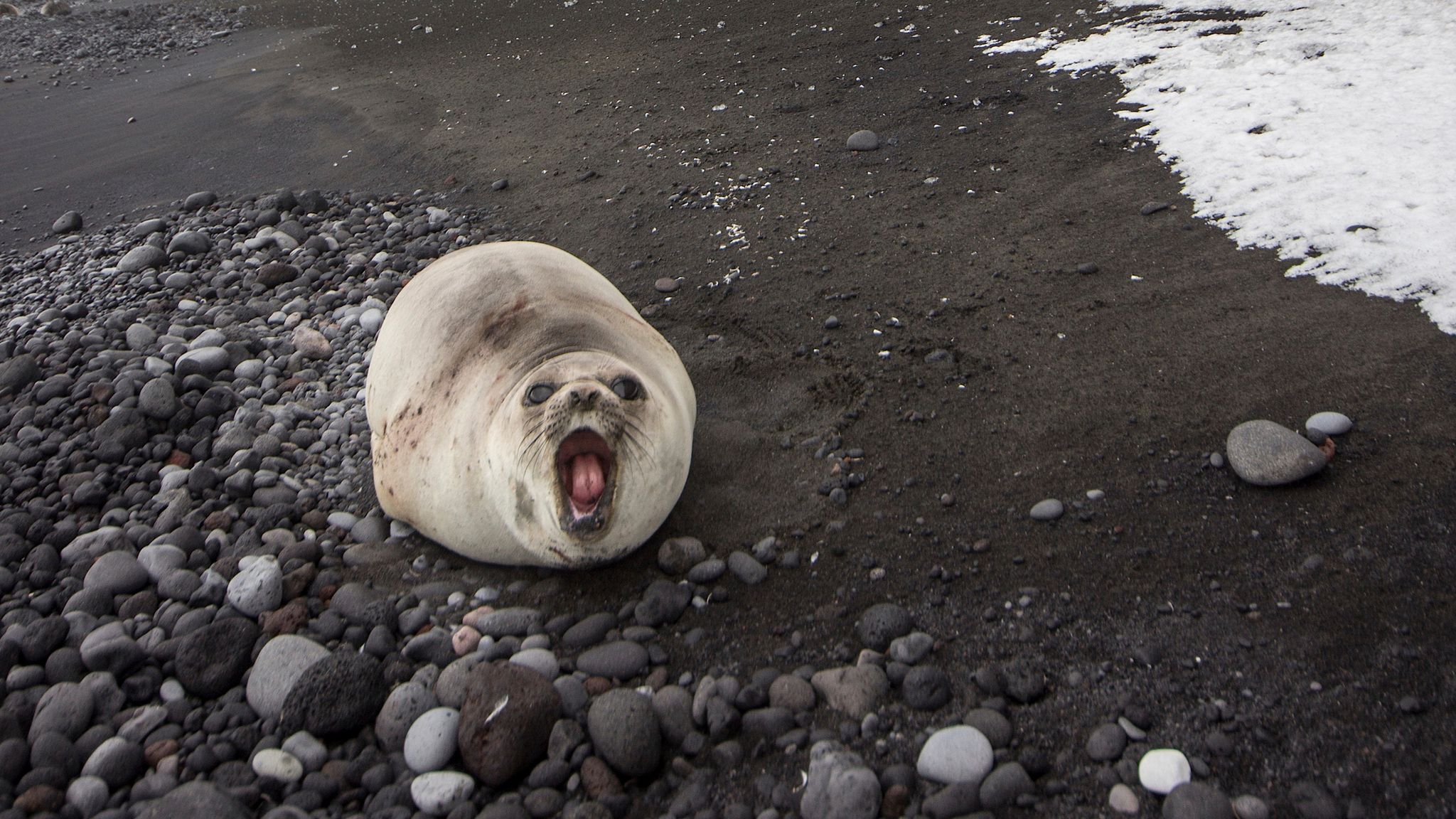 Island home only to penguins hit by tariffs - and other things you may ...