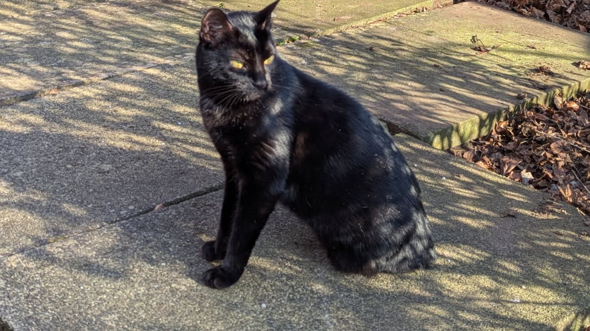 Cat has 'back end almost cut off' by train - but makes miraculous ...