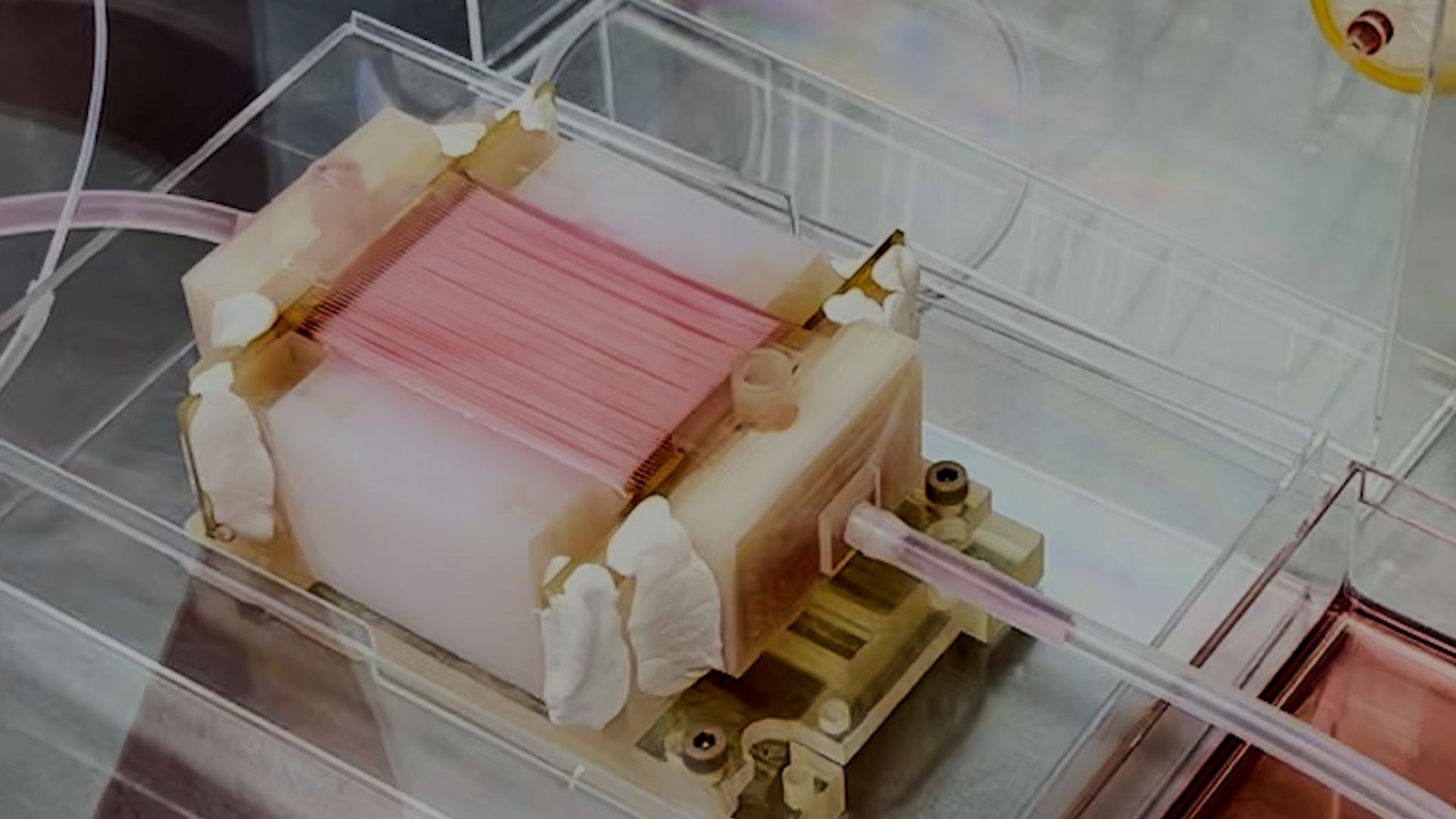 Scientists create lab-grown chunks of chicken in 'breakthrough' that ...