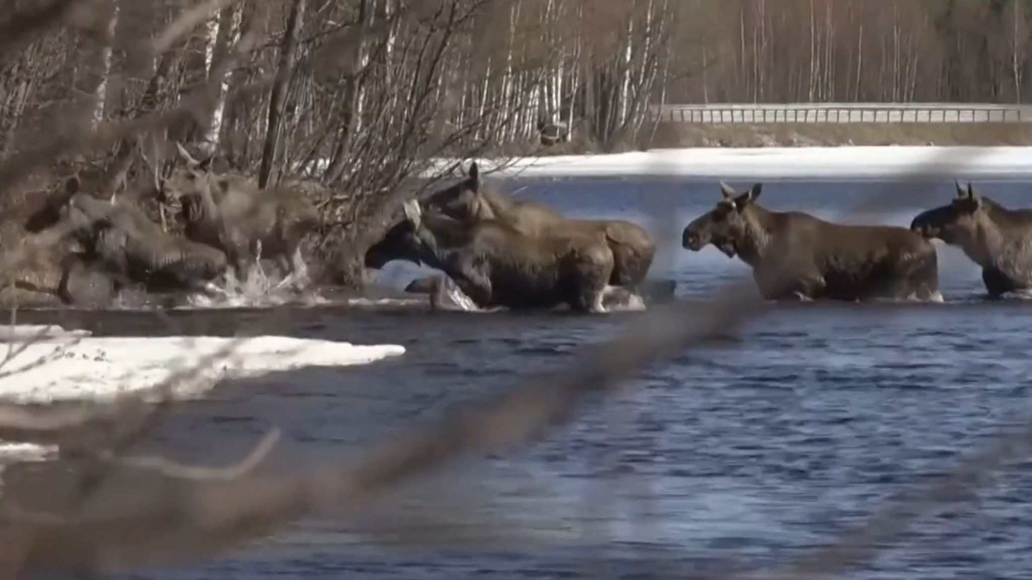 Millions tune in to see Sweden's annual moose migration | World News ...