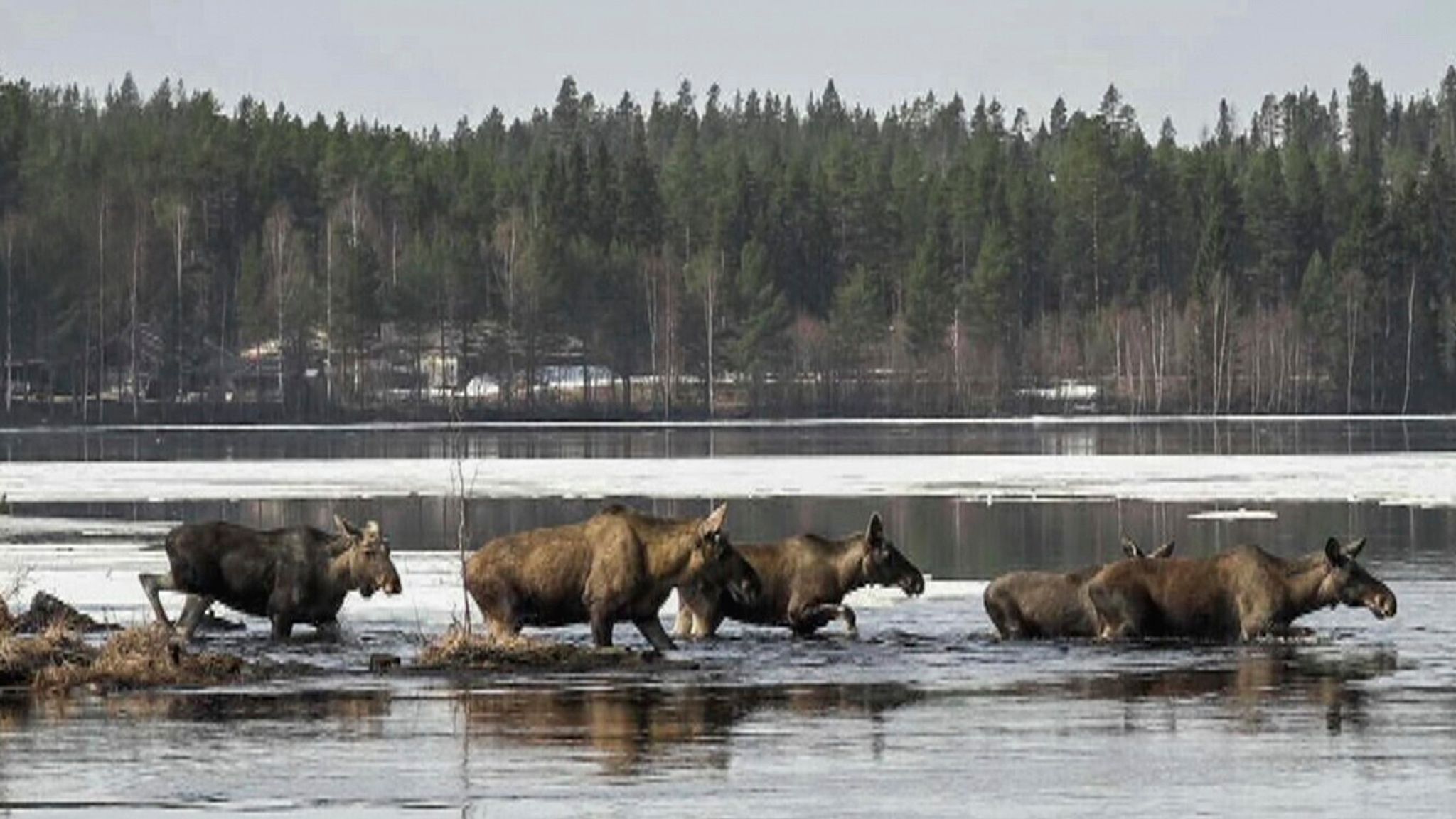 Millions tune in to see Sweden's annual moose migration | World News ...