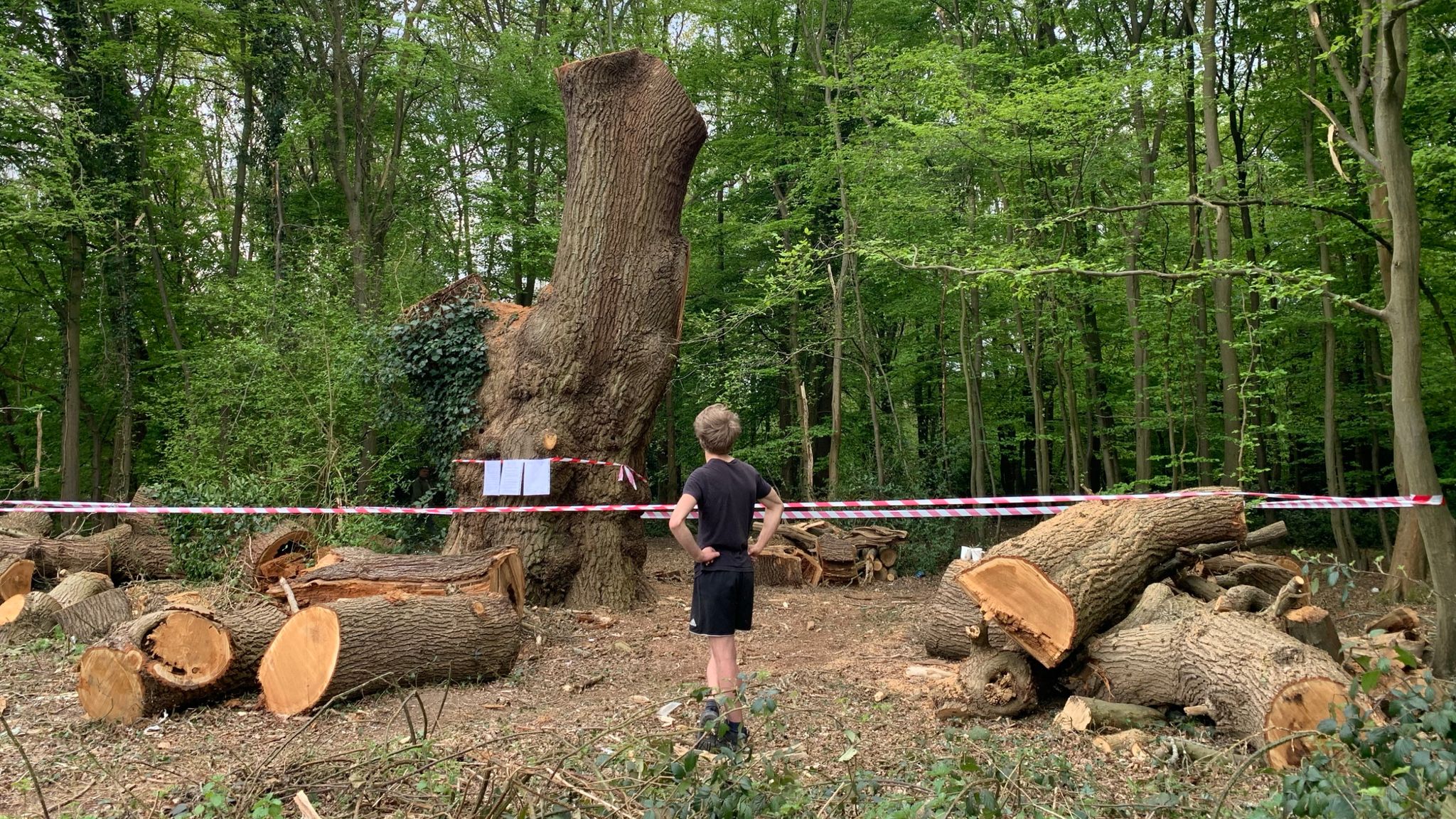 Toby Carvery boss apologises after centuries-old tree felled outside ...