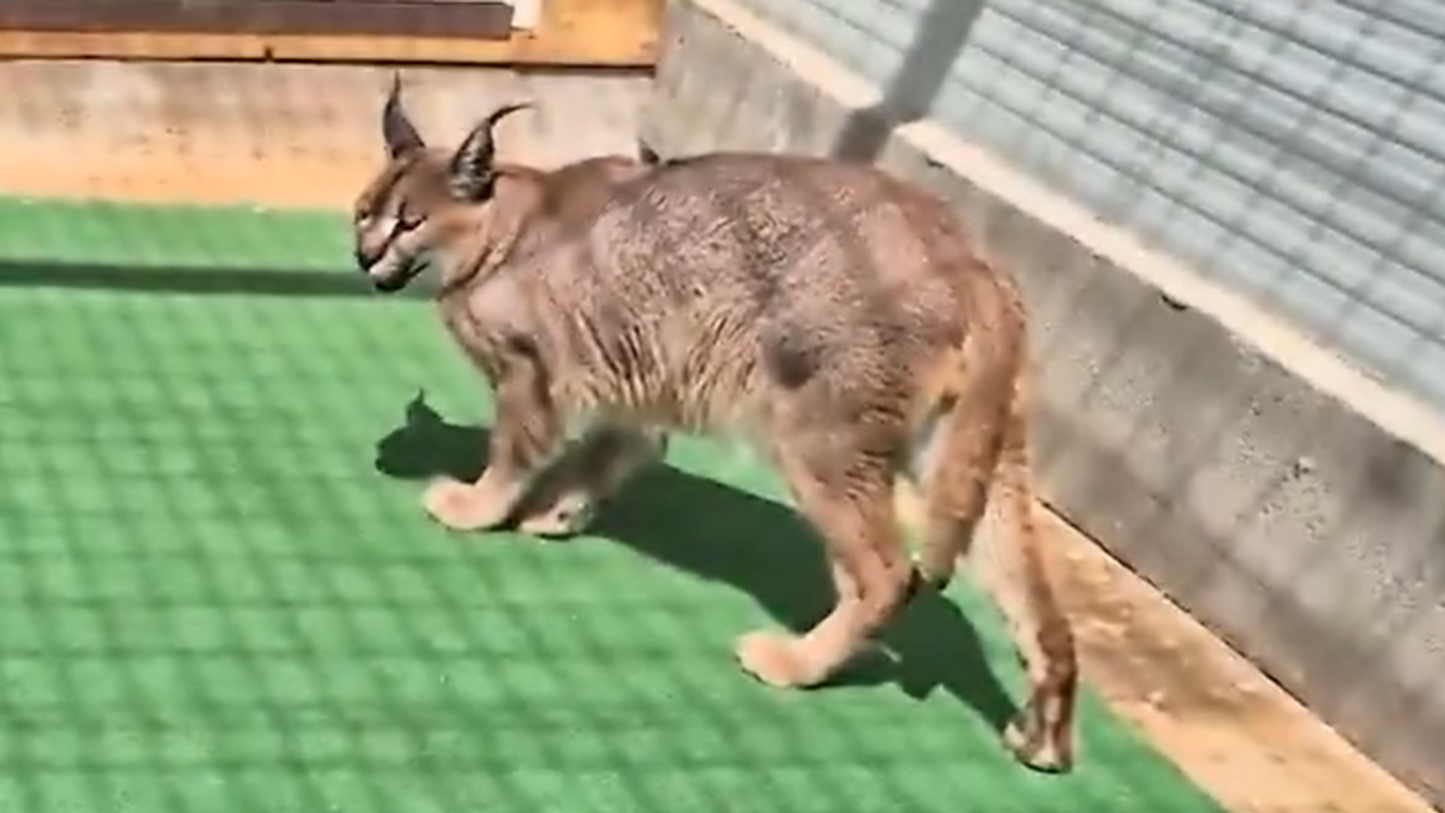 'Exotic cat smuggling ring' uncovered by police in Spain | World News | Sky News