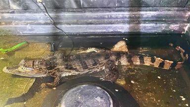 Four-foot-long caiman found and seized by police at property in Essex ...