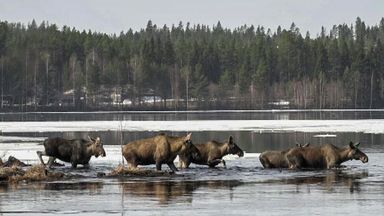 Millions tune in to see Sweden's annual moose migration | World News ...