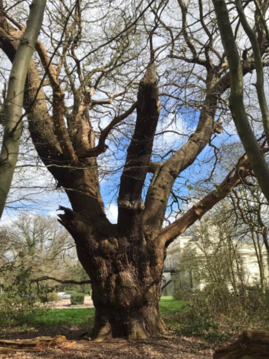 Toby Carvery criticised for felling ancient oak tree - as council ...