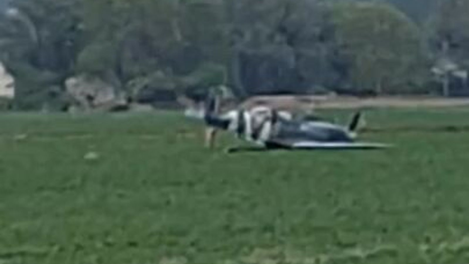Historic Spitfire plane crash lands in Kent field | UK News | Sky News