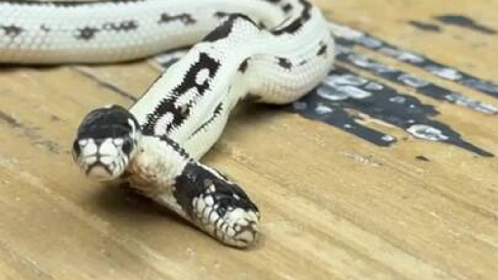 A rare two-headed snake has been hatched in Berkeley, California | US ...