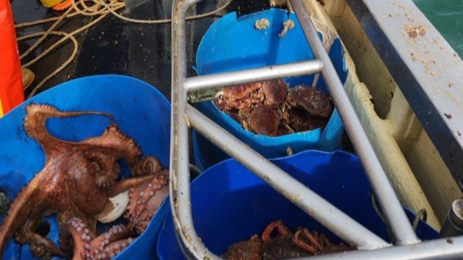Boom or bust for fishing industry as octopuses swarm in UK waters ...