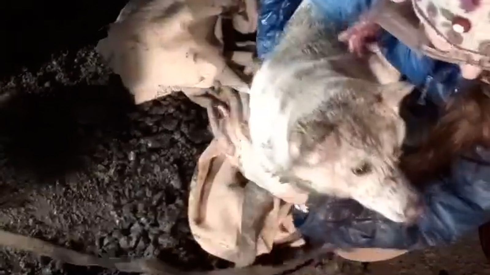 Firefighters rescue dog trapped in Pennsylvania storm drain | US News | Sky News