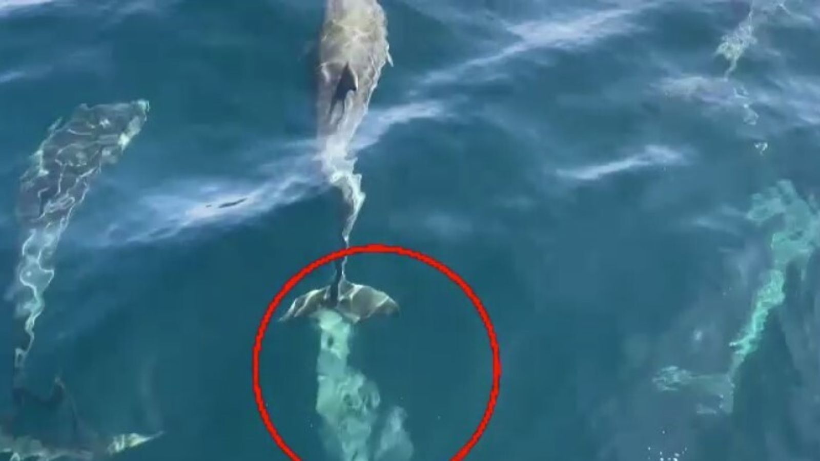 Dolphin detectives use forensic-style DNA techniques to analyse their ...