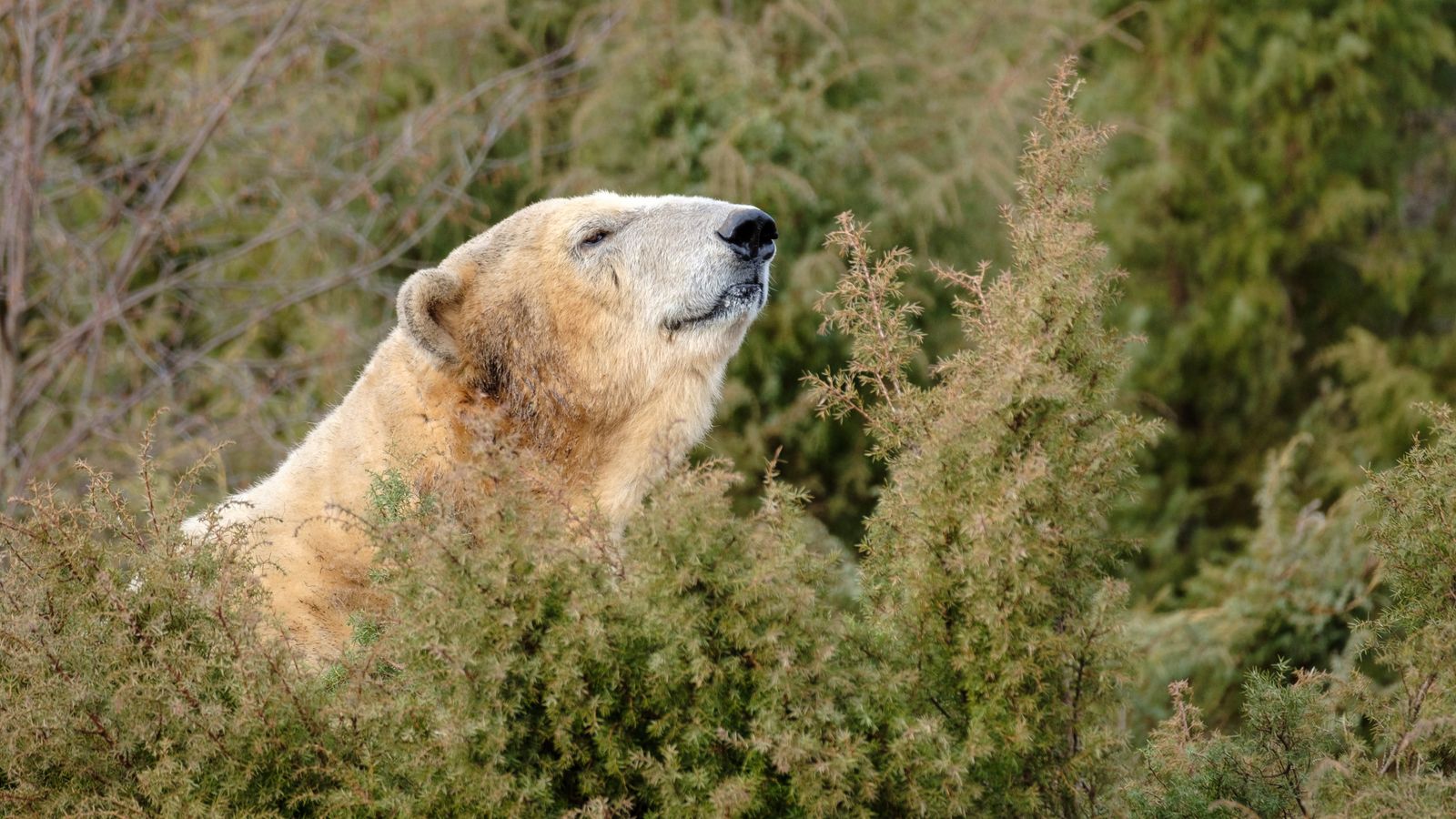 UK's oldest polar bear euthanised at the age of 28 | UK News | Sky News