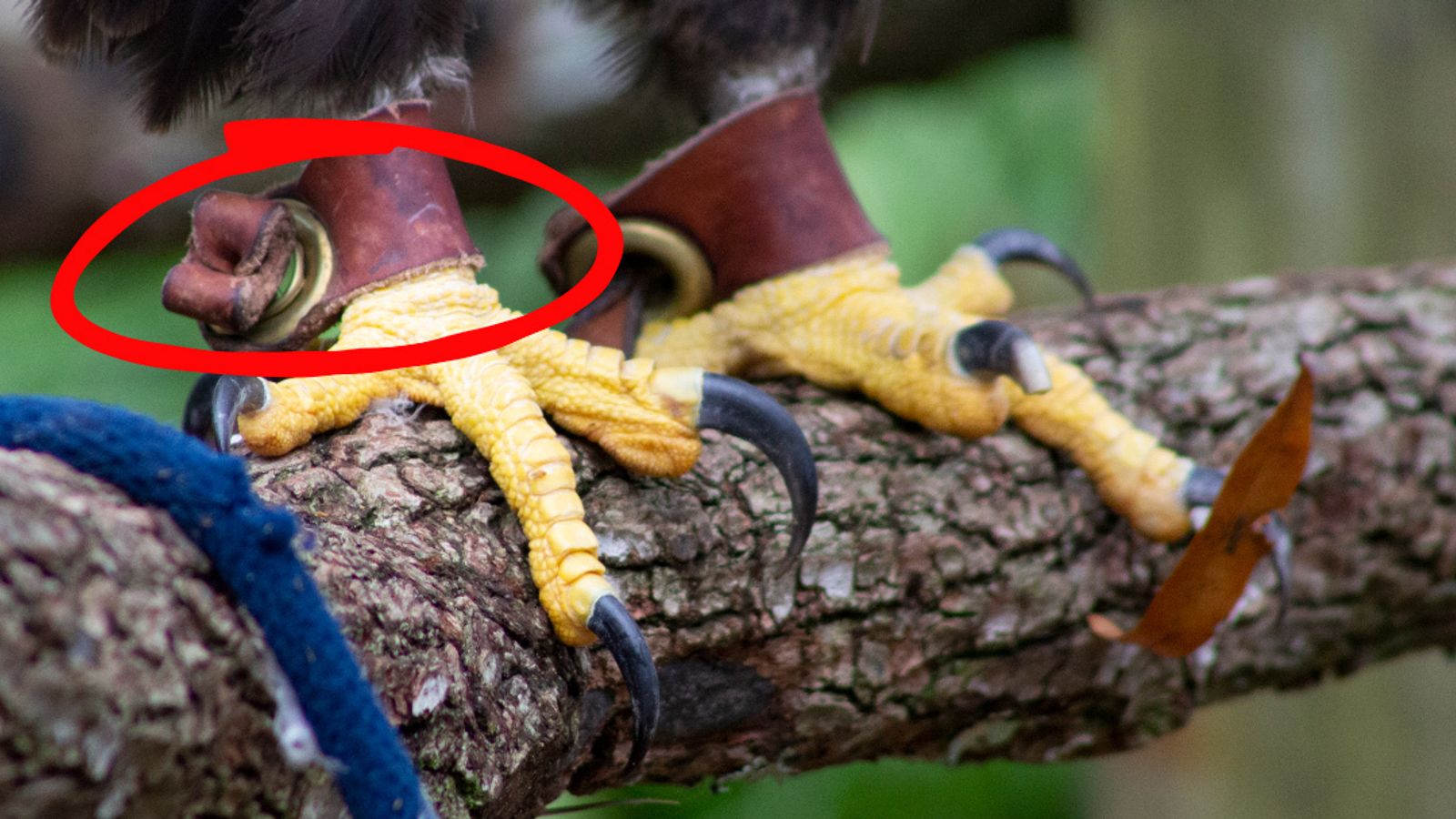 Zoo animal welfare changes explained | UK News | Sky News