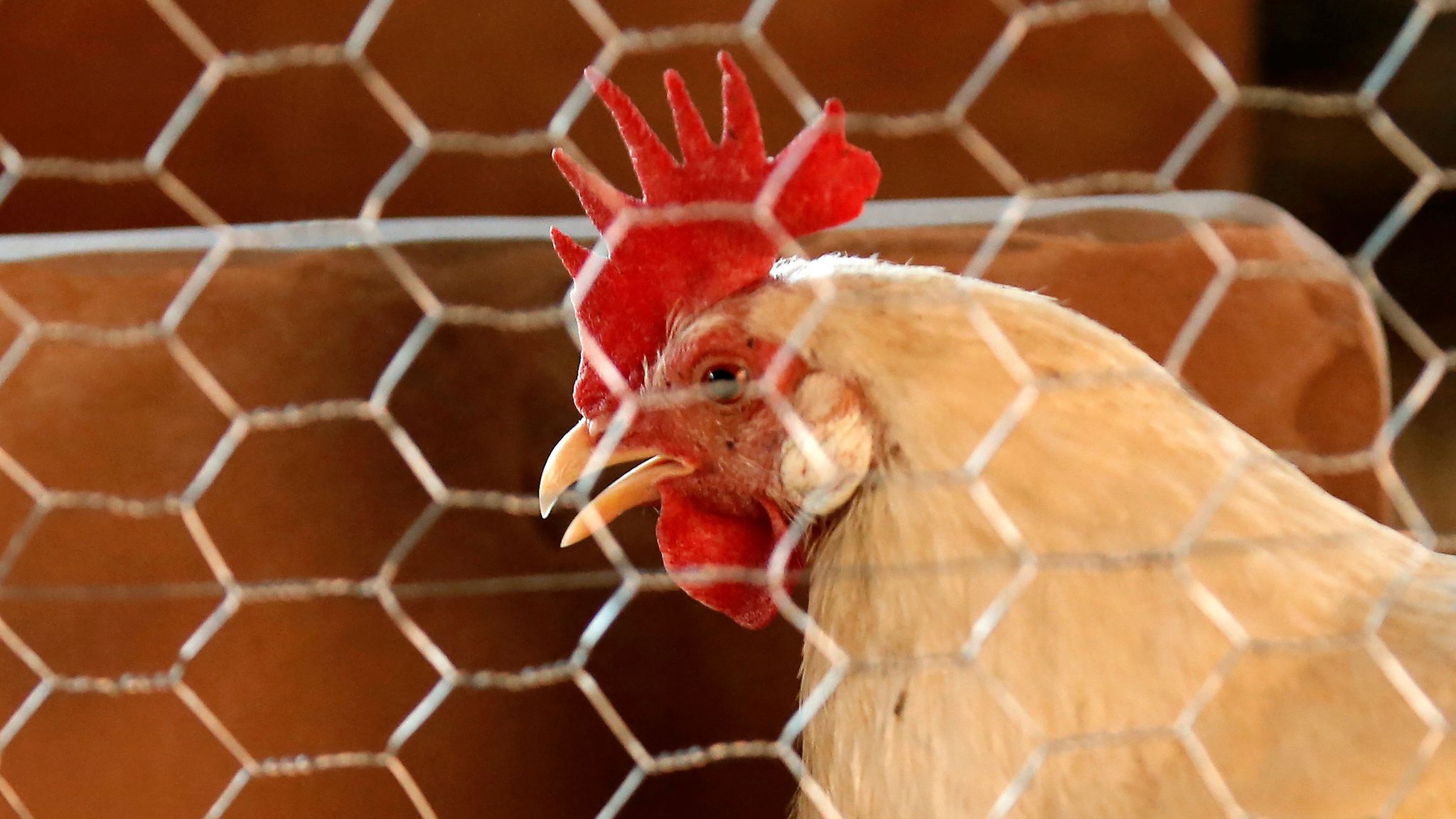 A ban on chlorinated chicken has protected farmers, but it's protected ...