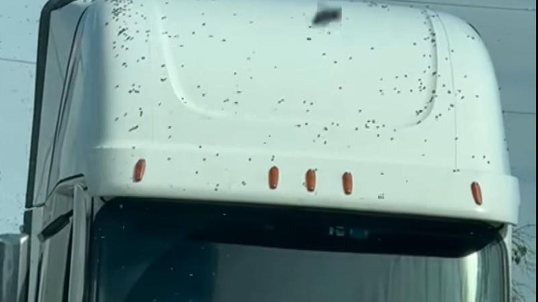 Millions of bees escape after lorry overturns in US | US News | Sky News