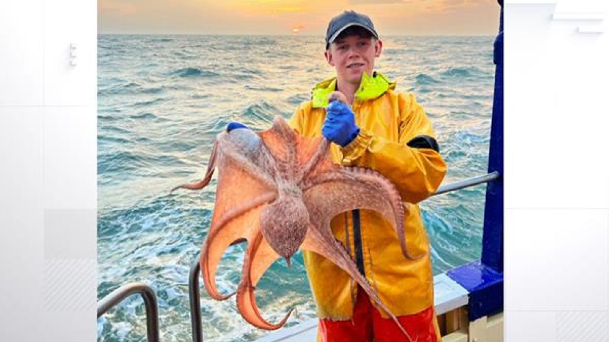 Boom or bust for fishing industry as octopuses swarm in UK waters ...