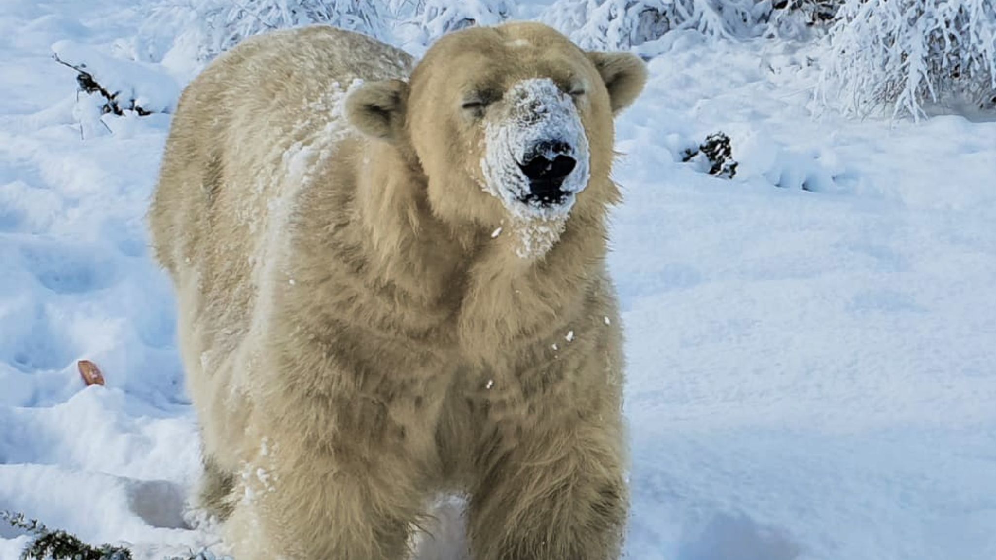 UK's oldest polar bear euthanised at the age of 28 | UK News | Sky News